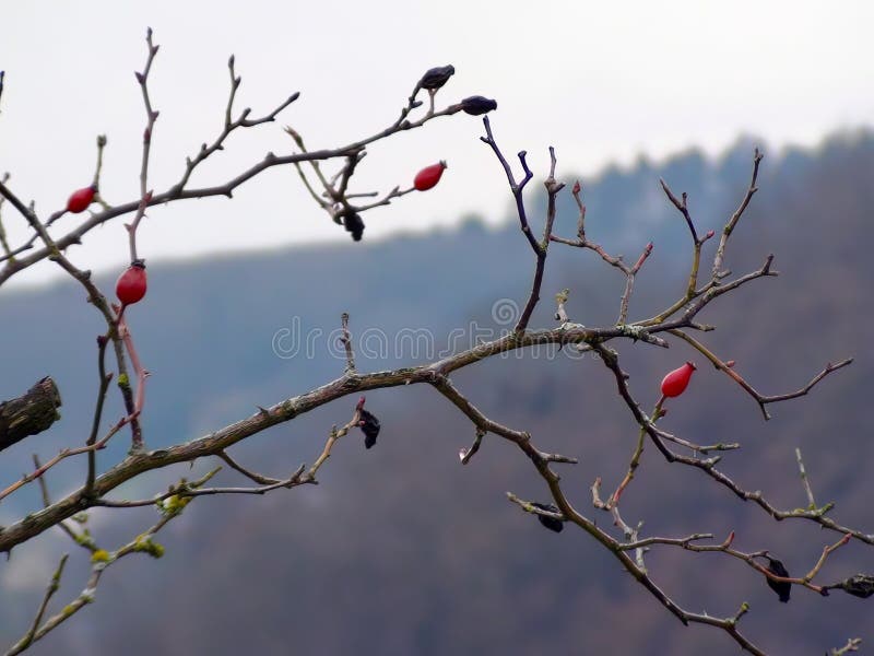 Winter S Depth: a Stunning Display of Red Rose Hips among Frosted ...