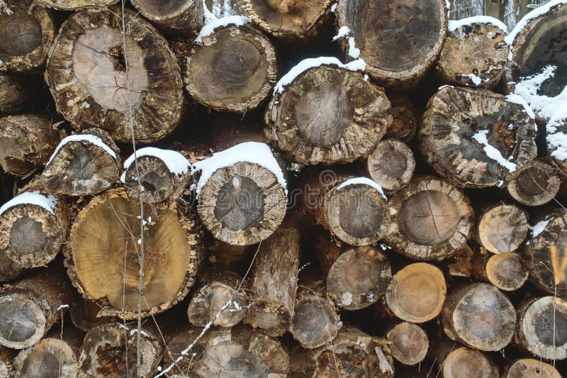 Winter S Embrace on Stacked Tree Logs in the Forest Stock Image - Image ...