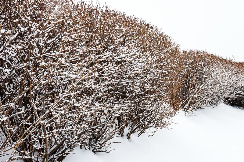 Winter hedge stock image. Image of brown, snowing, white - 28614365