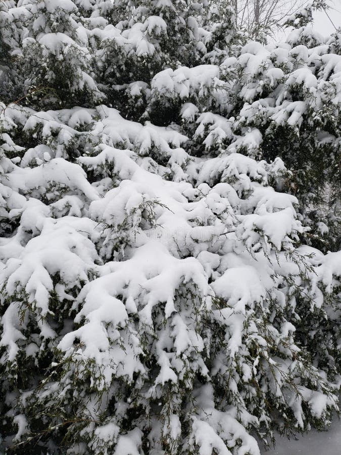 Snow touch stock image. Image of winter, nature, wild - 40744019