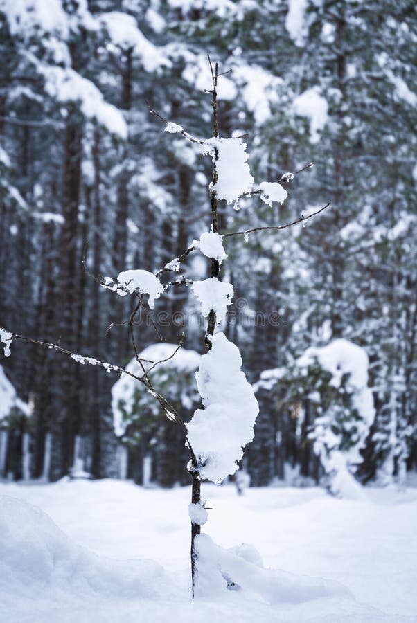 Winter Sapling stock photo. Image of struggle, cold, wood - 82086728