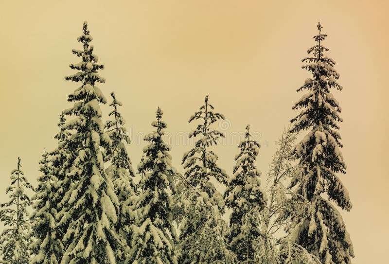 Winter Scandinavian Forest after Snowfall Stock Photo - Image of pine ...