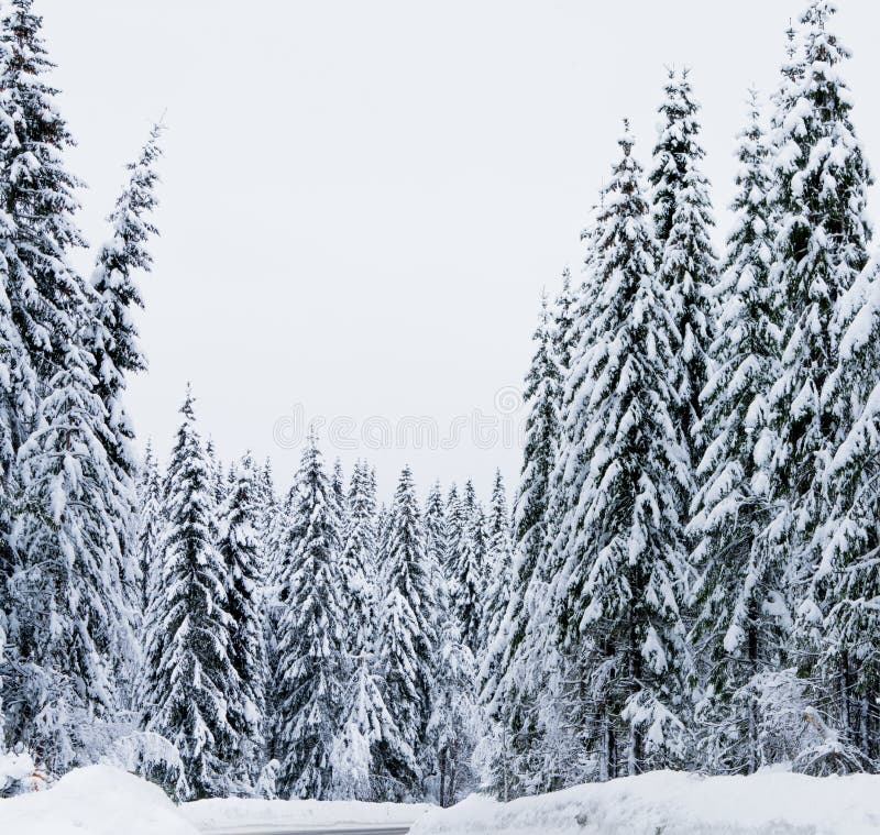 Winter Scandinavian Forest after Snowfall Stock Photo - Image of casual ...