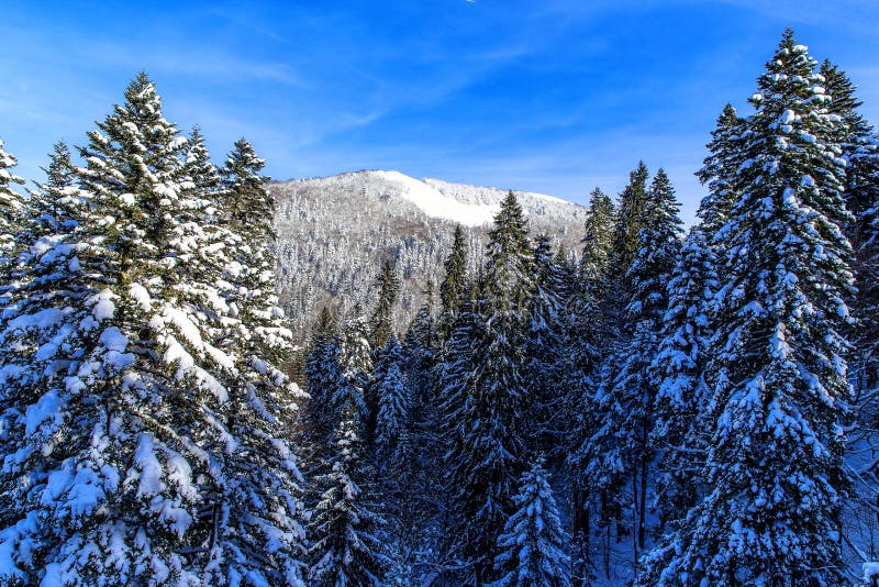 Winter scape stock photo. Image of naturescape, light - 83941474