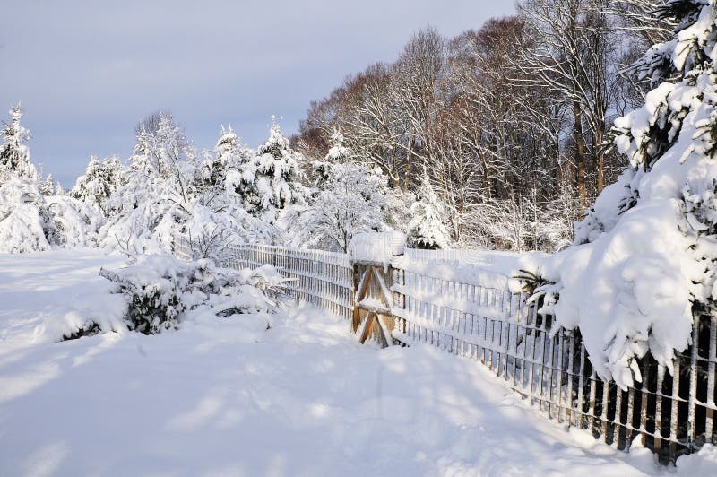 Winter Scene stock image. Image of flurry, snowstorm - 18538465
