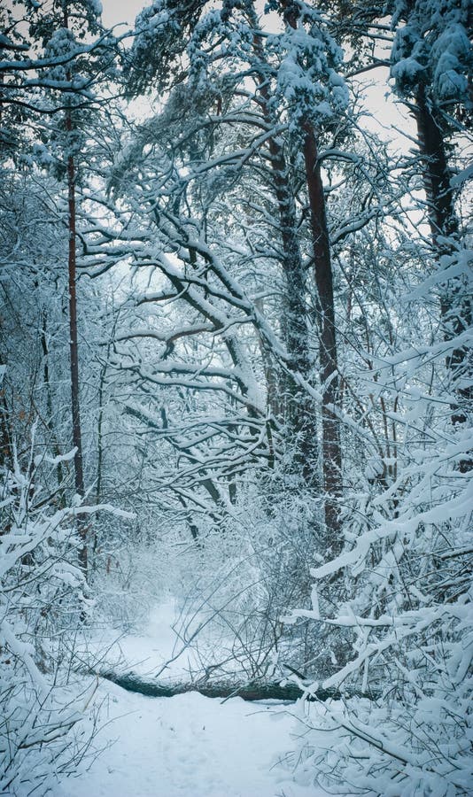 Winter scene stock image. Image of cover, december, light - 27300405