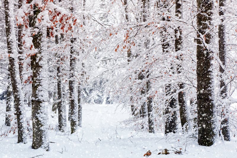 Winter scene stock image. Image of branch, light, panorama - 28119351
