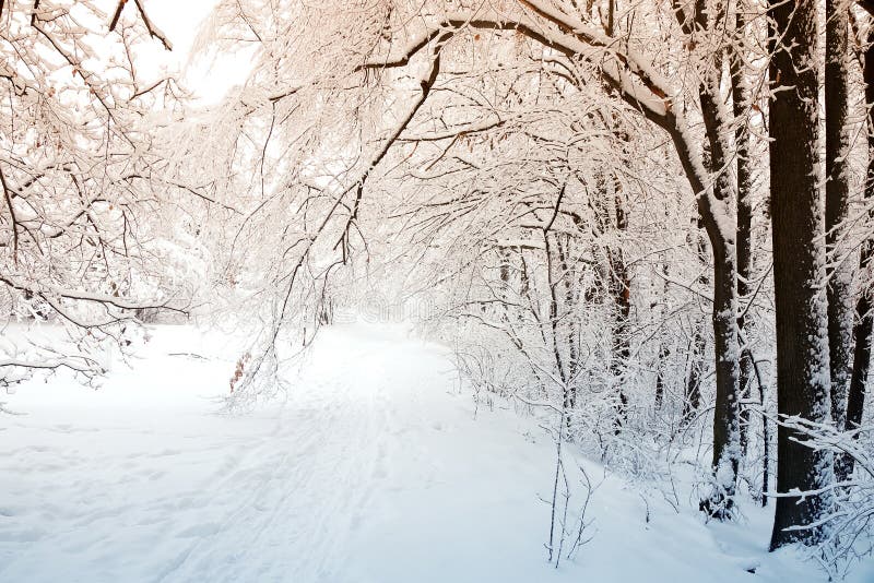 Winter scene stock image. Image of branch, light, panorama - 28119351