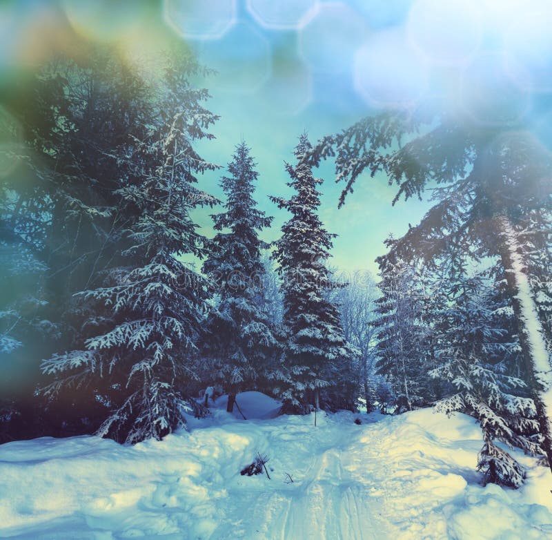 Winter scene stock image. Image of forest, evening, frozen - 11884773