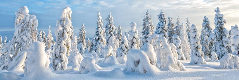 Winter Scene - Background Banner Image Stock Image - Image of cold ...