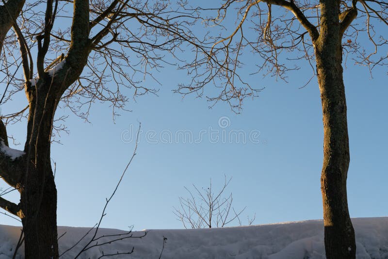 Winter Scene Background, Trees and Snow on Sky Background Stock Image ...