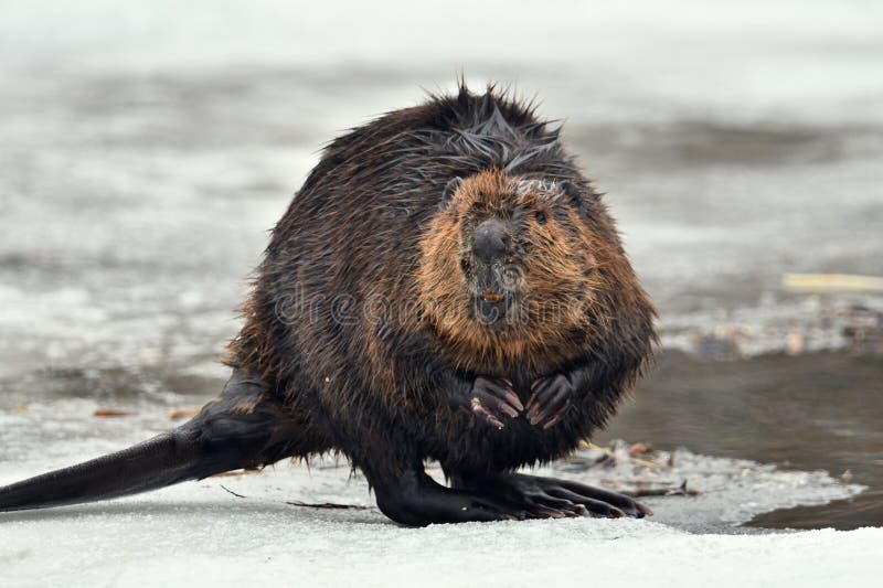 Winter Scene of a Beaver Sitting Along Opening in Frozen River Stock ...