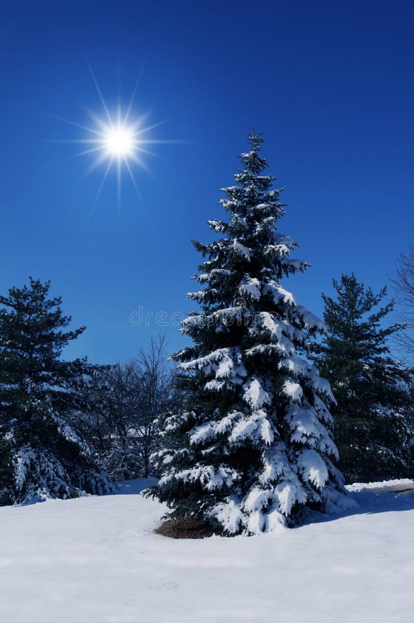 Winter Scene with Bright Sun Stock Photo - Image of seasonal, covered ...