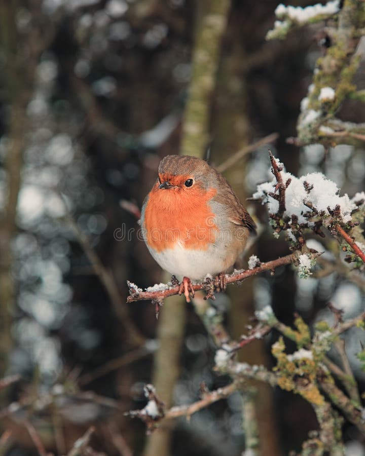 The European Robin Robin Redbreast in Hedgerow Stock Photo - Image of ...