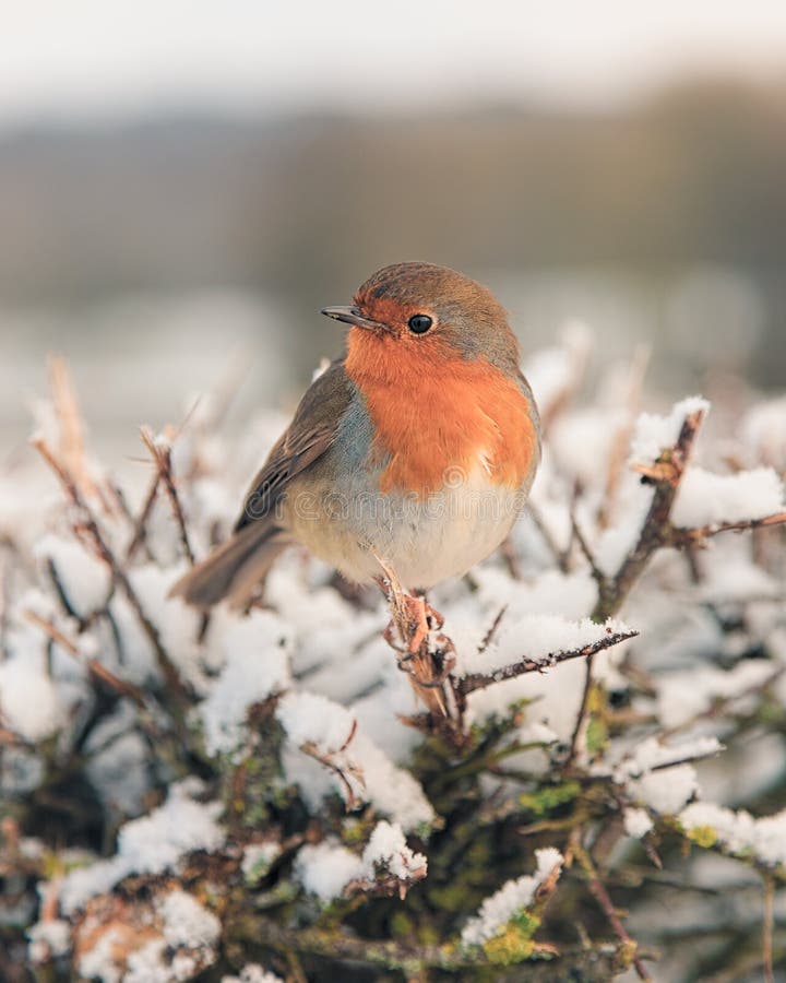 European Robin Robin Redbreast in Hedgerow Stock Photo - Image of ...