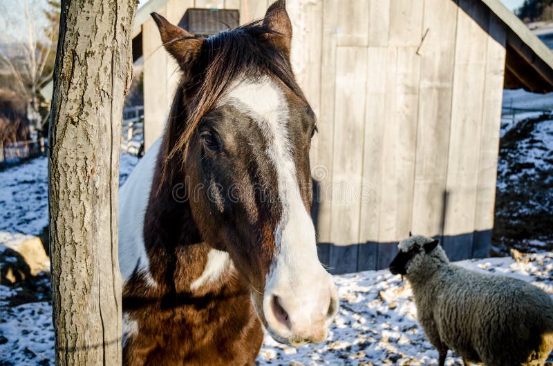 Winter Scene in the Farm with Horse and Sheep Stock Photo - Image of ...