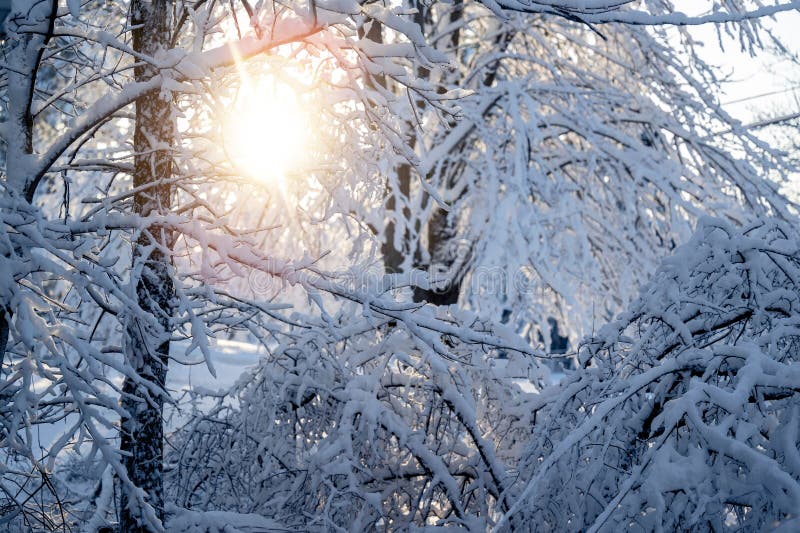 Winter Scene Featuring a Ray of Sunshine Shining through a Cluster of ...