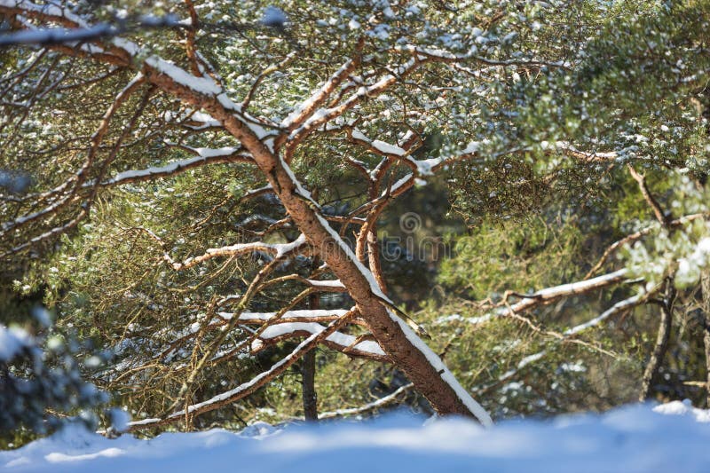 Winter Scene Featuring a Snow-covered Park with a Single Young Tree ...