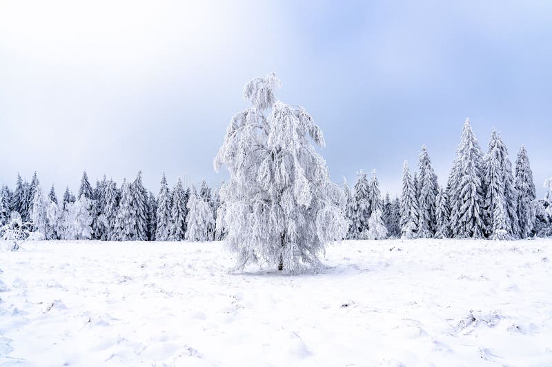 Winter Scene Featuring a Tall Tree Covered in Snow and Frost Stock ...