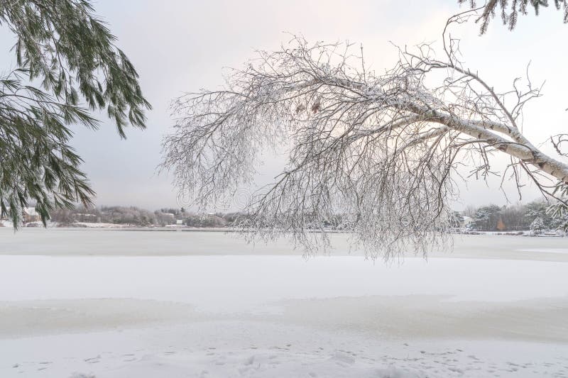 Winter Scene Featuring a Tall Tree with Snow Falling from Its Branches ...