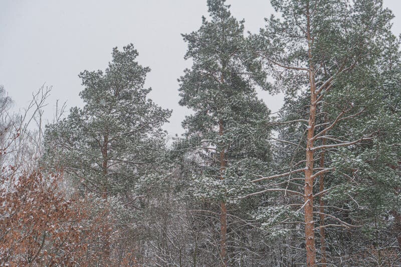 A Winter Scene Featuring Three Pine Trees Dusted with Snow, Set Against ...