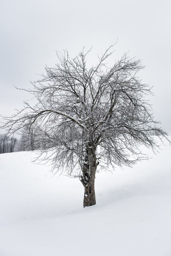 Winter scene stock photo. Image of snow, forest, winter - 86725026