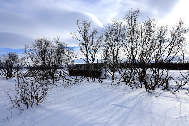 A Winter Scene of a Field and Trees and Snow with Light Clouds Stock ...