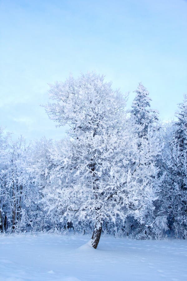 Winter Scene from the Forest, Pine Tree in the Valley in Snow Stock ...