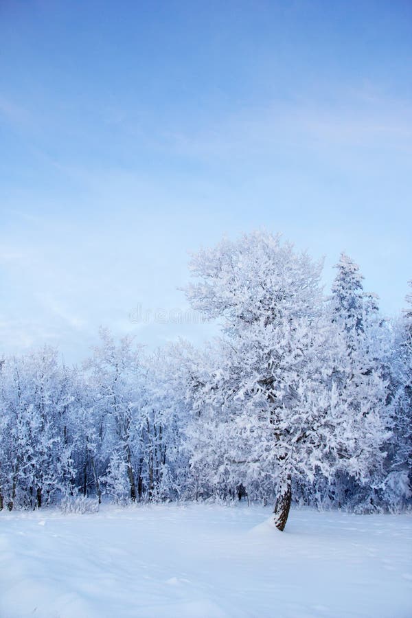 Winter Scene from the Forest, Pine Tree in the Valley in Snow Stock ...