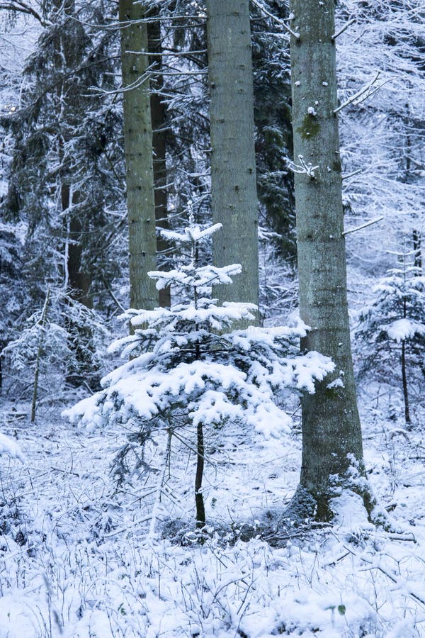 Pine trees covered in snow stock image. Image of decorative - 106530761