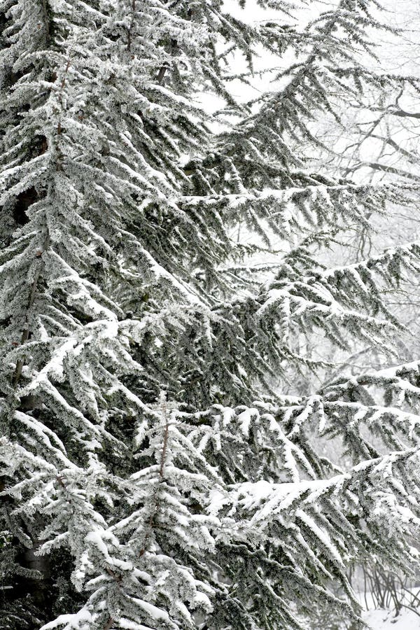 Winter Scene with Frozen Conifer Branches Stock Image - Image of ...