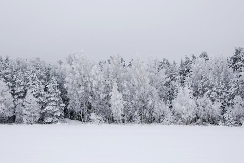 Winter scene stock photo. Image of scene, season, crispy - 40084024