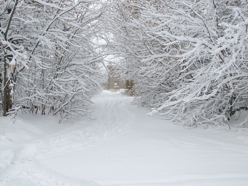 Winter Scene with Heavy Snowfall on a Forest Pathway, Creating a Snowy ...