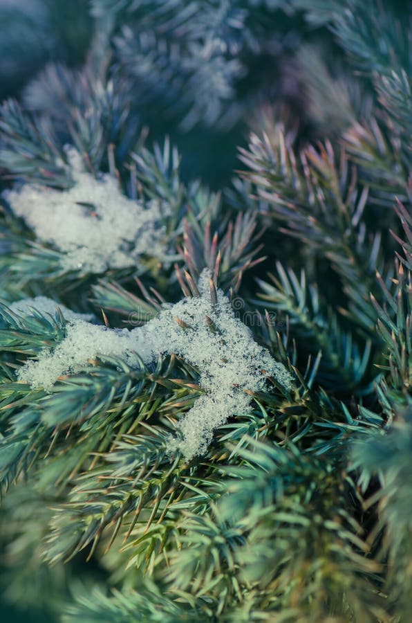 Winter Scene with Ice Covered Conifer Stock Image - Image of macro ...