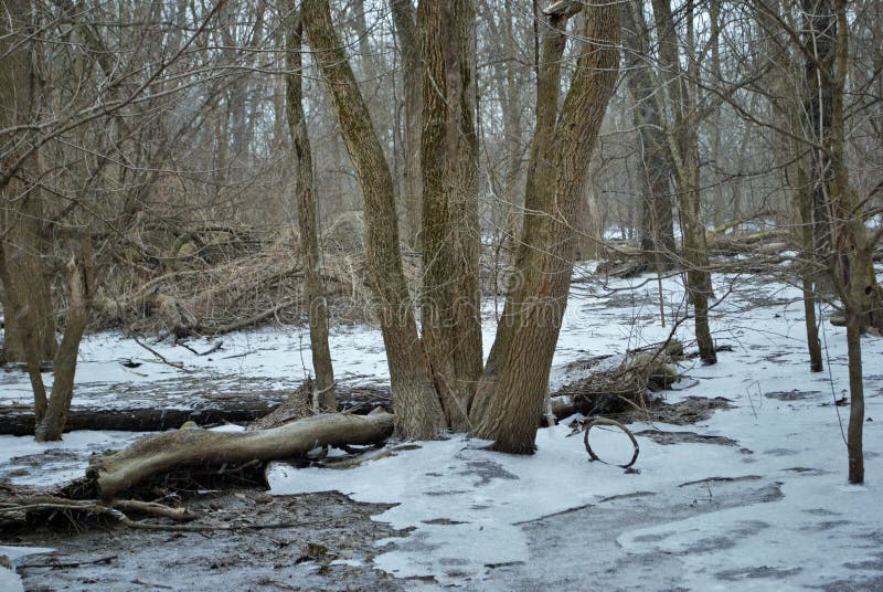 Winter Scene of an Ice Covered Forest Close Up Detail Stock Photo ...