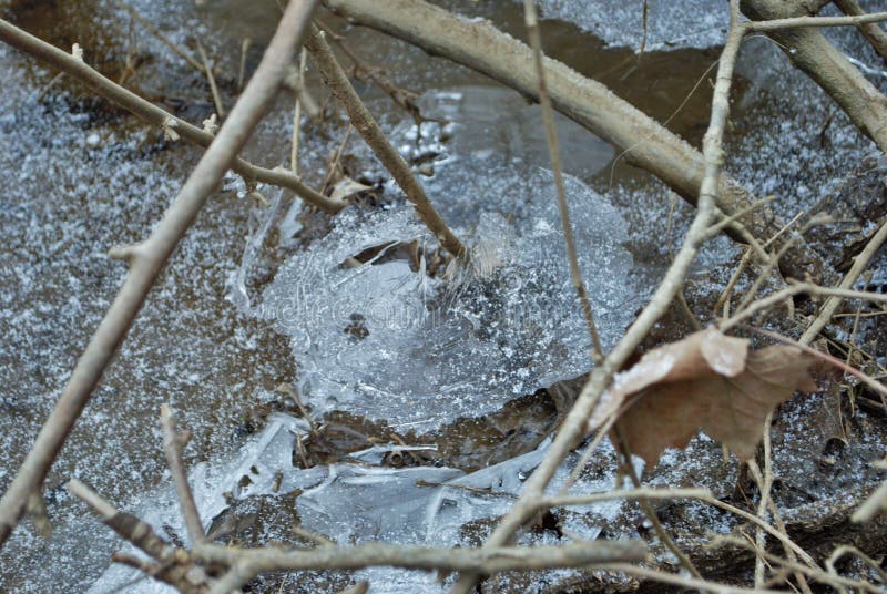 Winter Scene of an Ice Covered Forest Close Up Detail Stock Photo ...