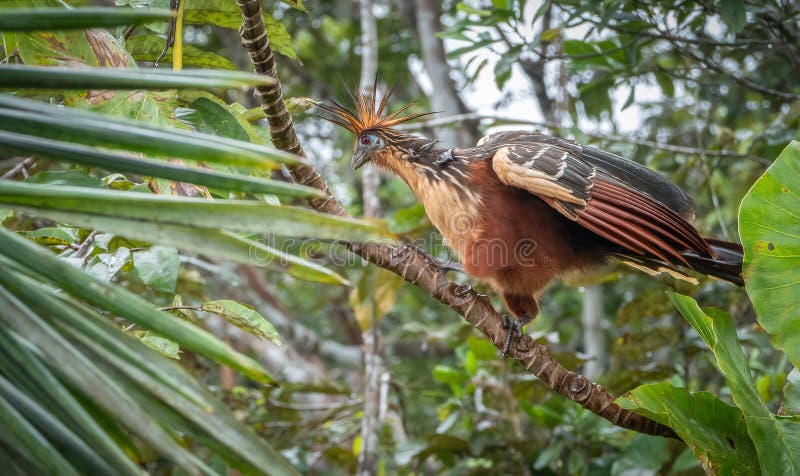 A Hoatzin Bird`Stinky Turkey` Perched in a Tree in the Rainforest ...