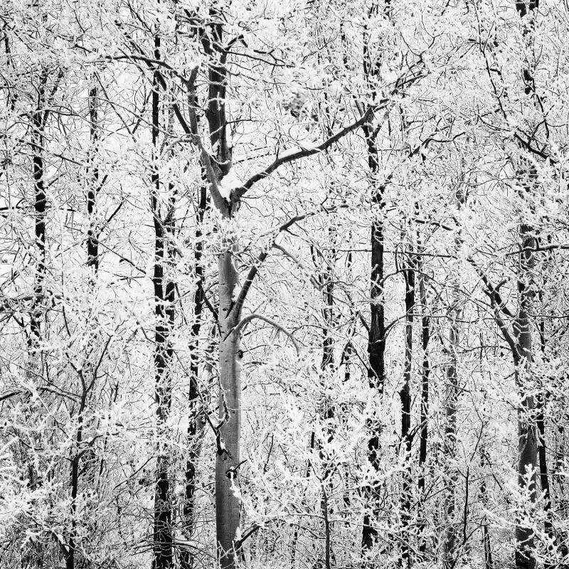 Winter scene stock image. Image of landscape, winter - 48754417