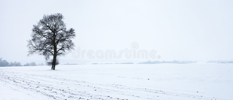Winter scene stock photo. Image of nature, tree, frosty - 35686972