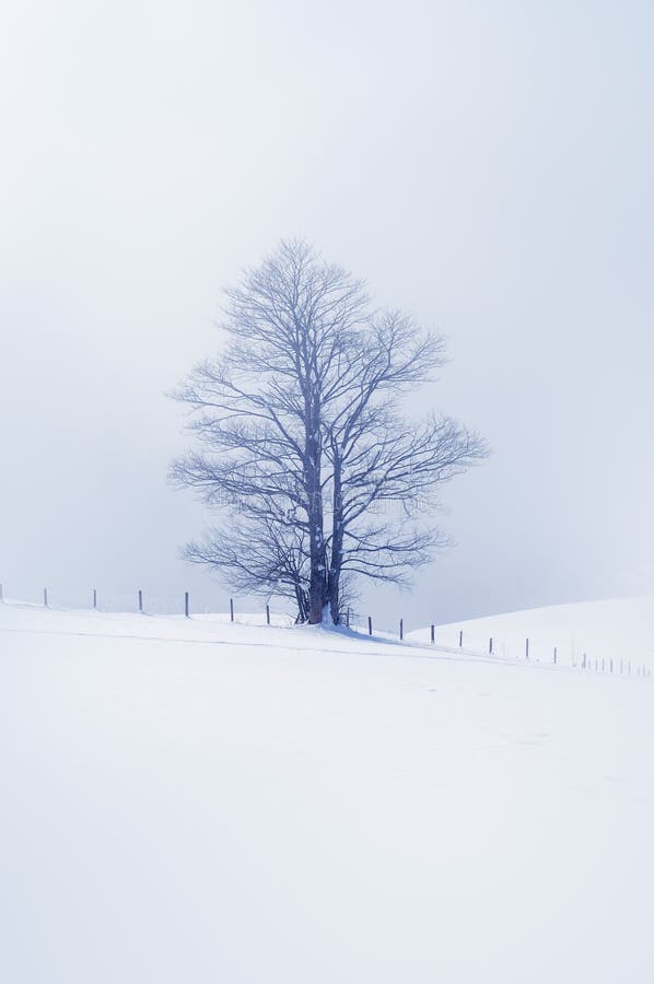 Winter Scene with Lonely Tree Stock Image - Image of frozen, full: 21068069