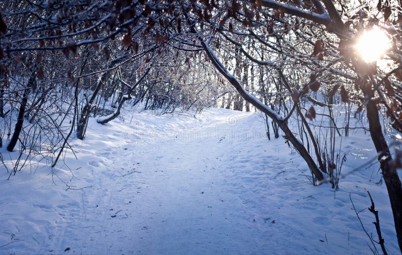 Winter scene stock image. Image of crystal, cold, chill - 36754727