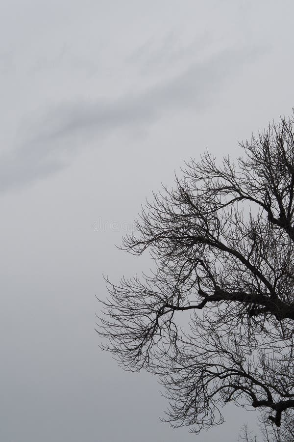 The Tree is Part of this with a Lot of Negative Space with the Grey ...