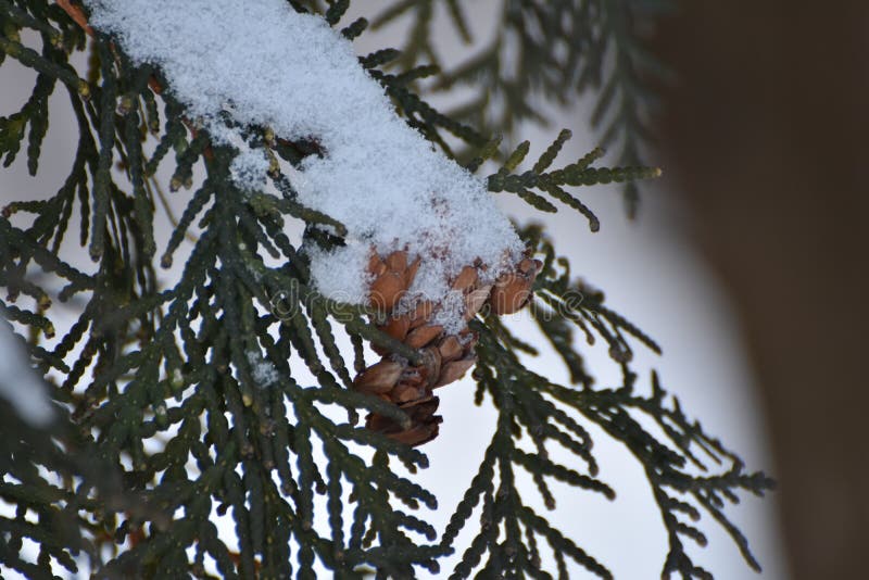 Pine-tree stock photo. Image of scene, snow, pinetree - 111257350