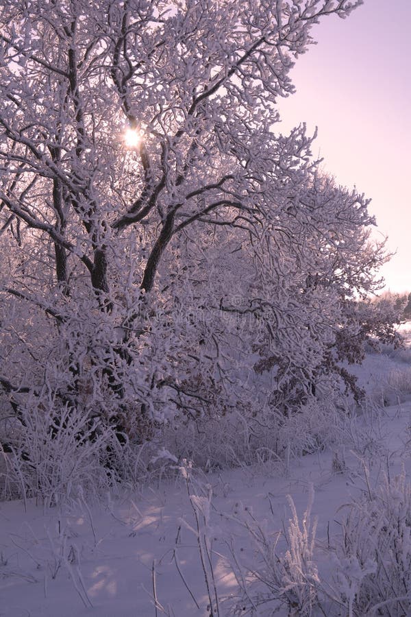 Winter scene in purple stock photo. Image of landscape - 7753504