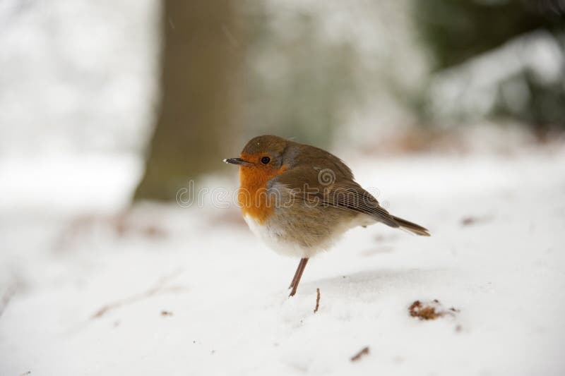 Winter Scene of Robin in Snow Stock Photo - Image of festive, christmas ...