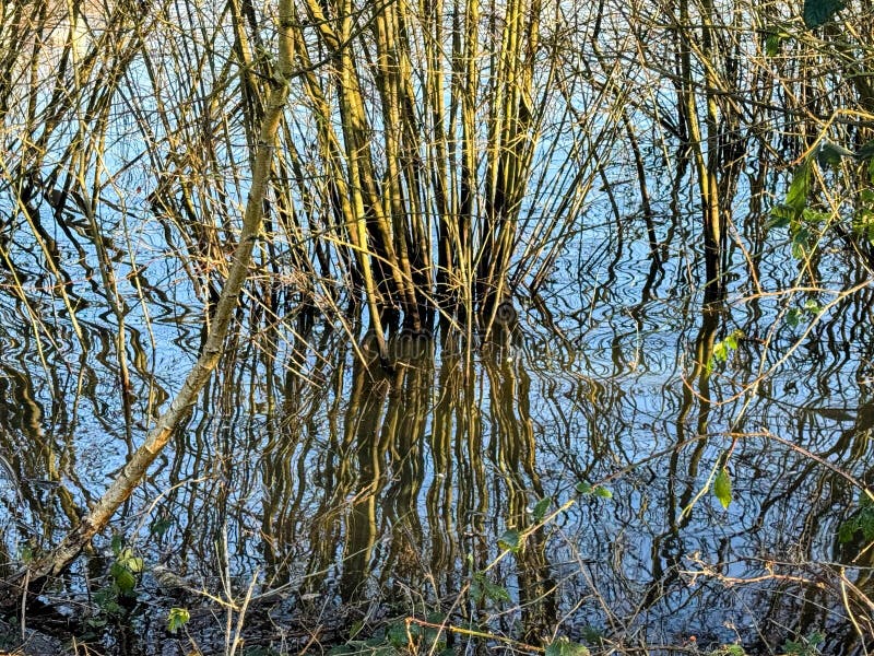 Winter Scene Showing Tree in Pond or Lake and Reflected Below Stock ...