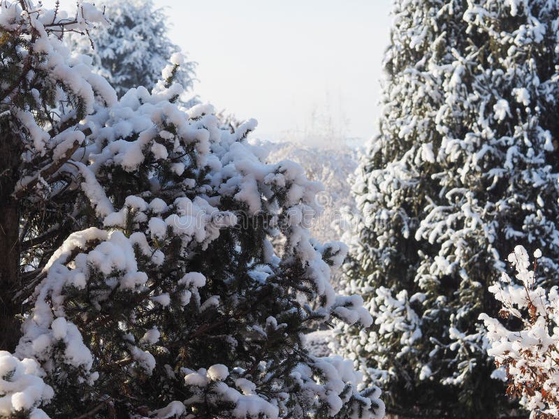 Winter scene with snow stock photo. Image of snow, cold - 137712660