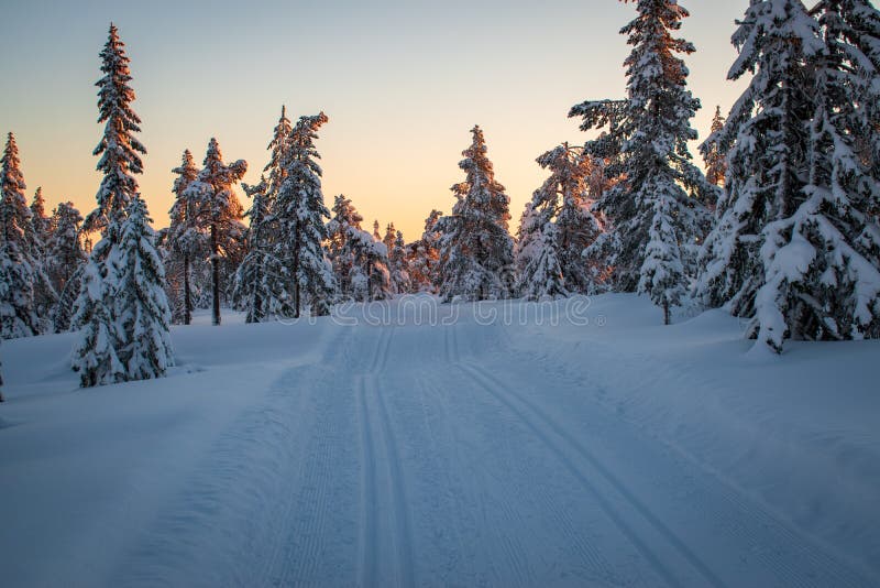 Winter Scene with Snow Covered Trees in Innlandet County Norway Stock ...