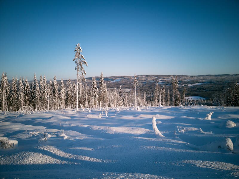 Winter Scene with Snow Covered Trees in Norway Stock Image - Image of ...