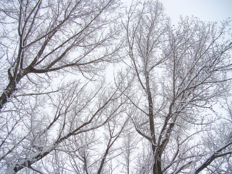Winter Scene with Snow-covered Trees Photographed from Below ...
